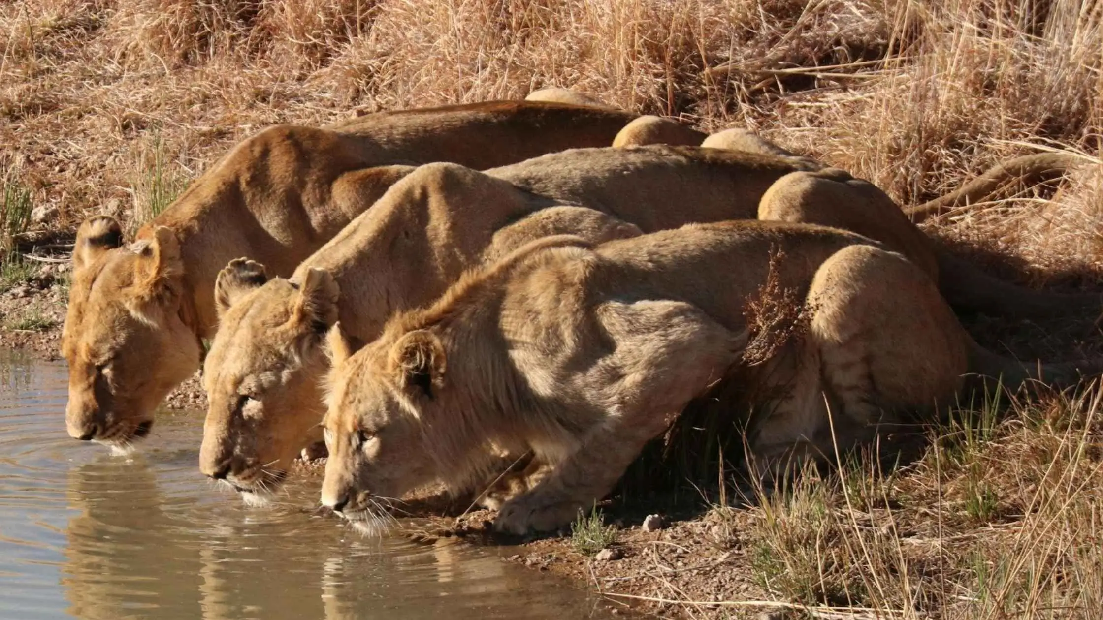 Luxury Wildlife Safari Experiences in India